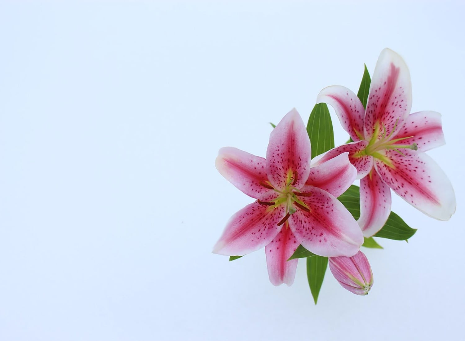 21 Fun Facts about Lilies - Find Crazy Facts
