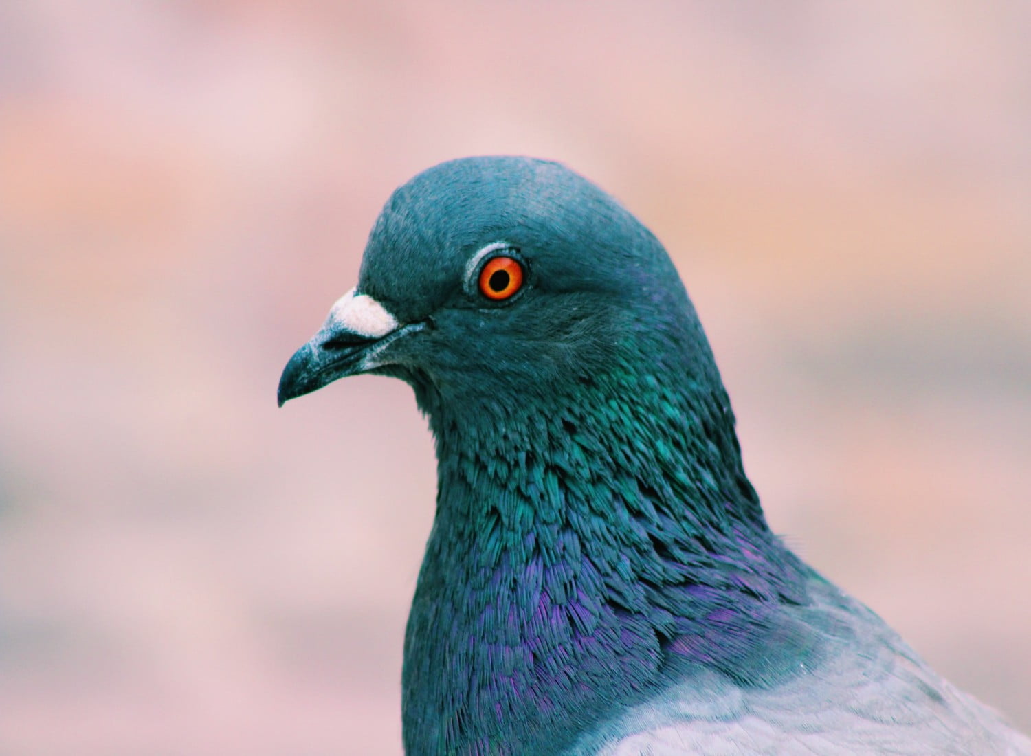25 Fun Facts About Pigeons - Find Crazy Facts