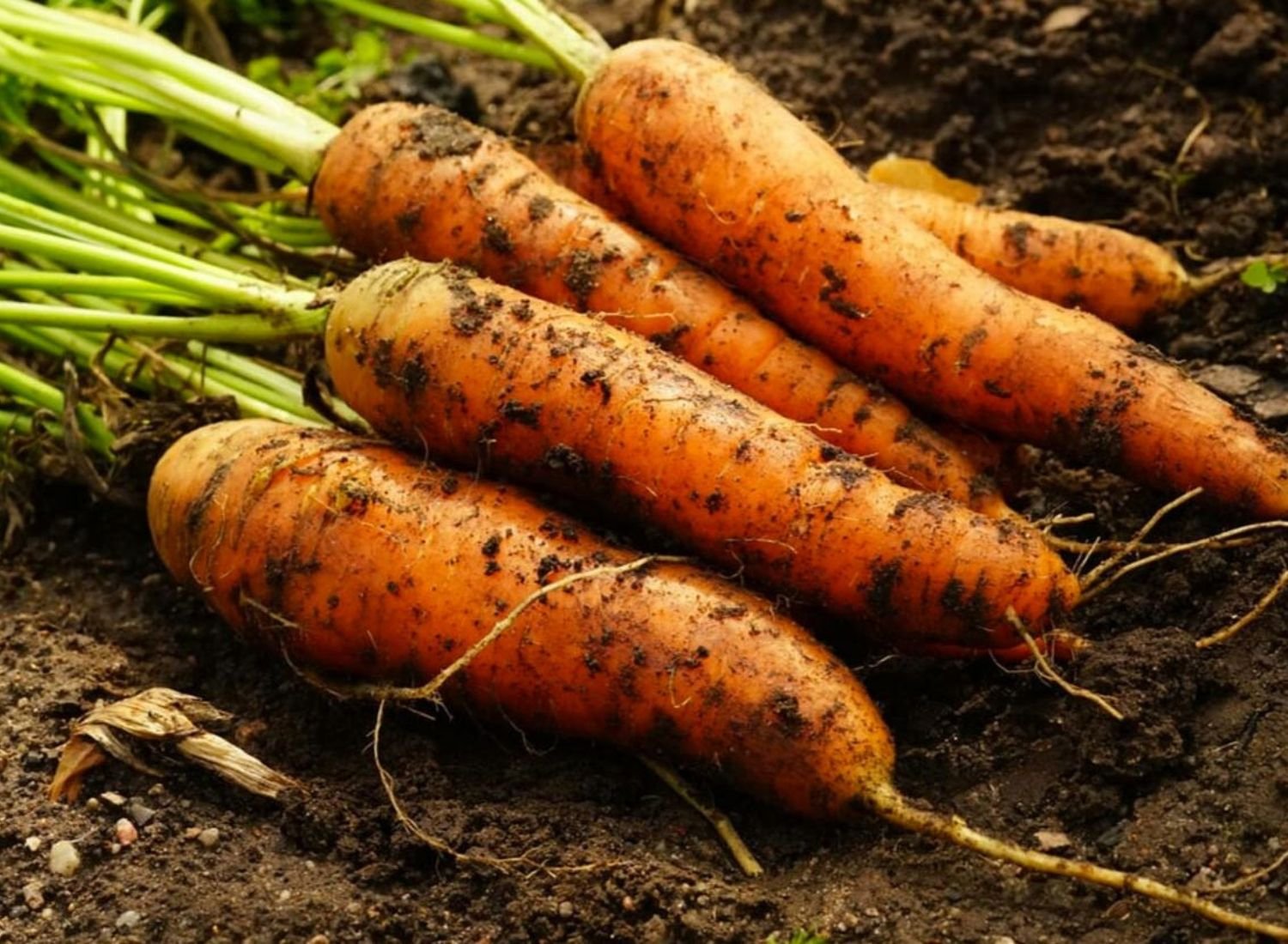30 Interesting Facts on Carrots - Find Crazy Facts